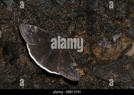 Funereal Duskywing, Gesta funeralis, male on white sweet clover ...