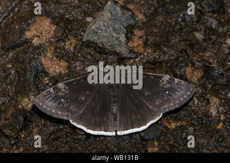 Funereal Duskywing, Gesta funeralis, male on white sweet clover ...
