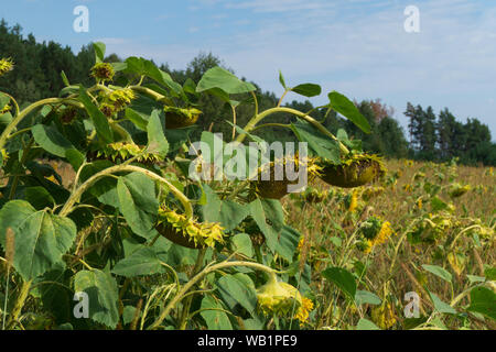 Big sunflower heads on the field. Rows of sunflowers Stock Photo - Alamy