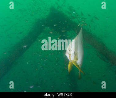 Scuba Diving in Pondicherry - Temple Reef Stock Photo - Alamy