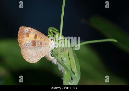 Harvester, Feniseca tarquinius, female ovipositing in Woolly Maple ...