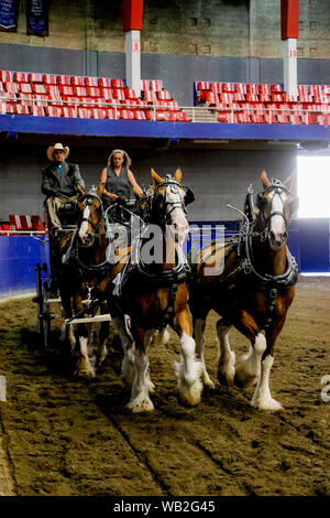 Carlaw Clydes, Clydesdale horses pulling wagon, PNE, Agrodome ...