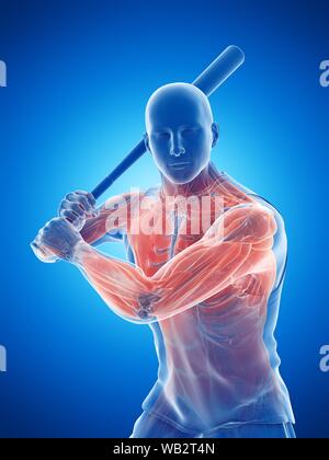 Baseball player's muscles, computer illustration Stock Photo - Alamy
