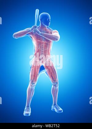 Baseball player's muscles, computer illustration Stock Photo - Alamy
