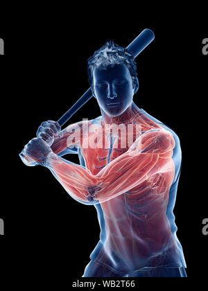 Baseball player's muscles, computer illustration Stock Photo - Alamy