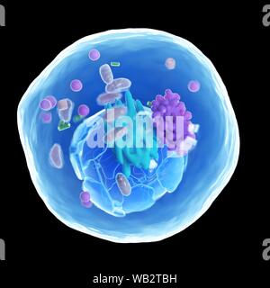 Animal cell, computer illustration Stock Photo - Alamy