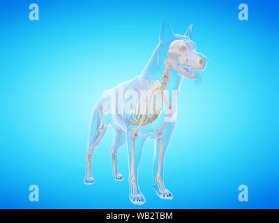 Dog skeleton, computer illustration Stock Photo - Alamy