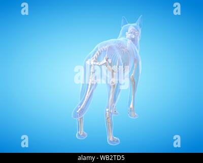 Dog skeleton, computer illustration Stock Photo - Alamy