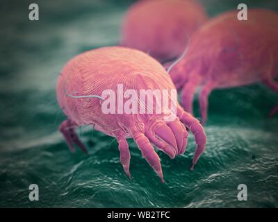 Dust mites, computer illustration Stock Photo - Alamy