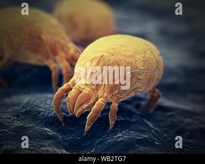 Dust mites, computer illustration Stock Photo - Alamy