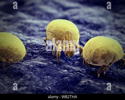 Dust mites, computer illustration Stock Photo - Alamy