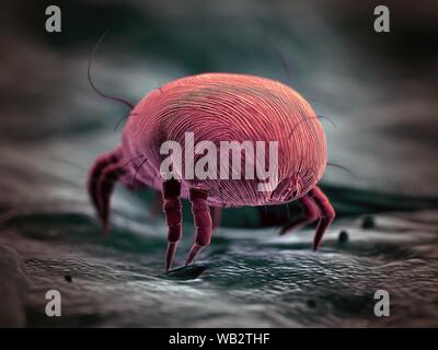 Dust mite, computer illustration Stock Photo - Alamy