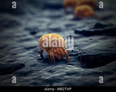 Dust mite, computer illustration Stock Photo - Alamy