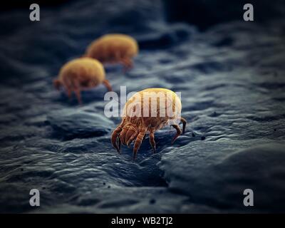Dust mites, computer illustration Stock Photo - Alamy