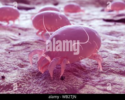 Dust mite, computer illustration Stock Photo - Alamy