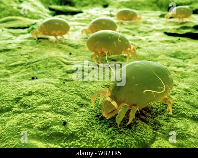 Dust mite, computer illustration Stock Photo - Alamy