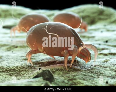 Dust mite, computer illustration Stock Photo - Alamy