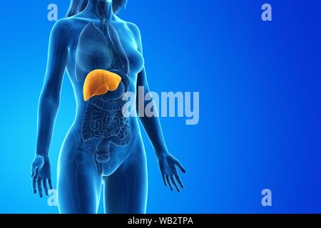 Liver, computer illustration Stock Photo - Alamy