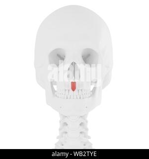 Illustration of the depressor septi nasi muscle Stock Photo - Alamy