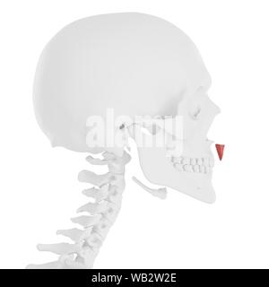 Depressor Septi Nasi muscle anatomy for medical concept 3D illustration ...