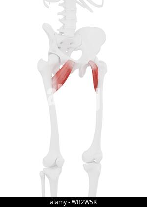 Pectineus muscle, computer illustration Stock Photo - Alamy