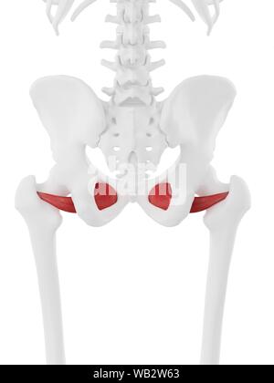 Human obturator externus muscle computer artwork Stock Photo - Alamy