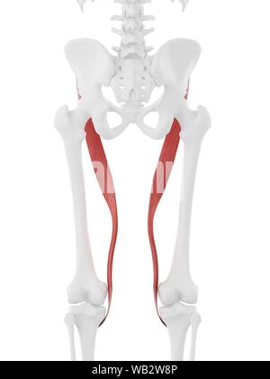 Sartorius muscle, computer illustration Stock Photo - Alamy