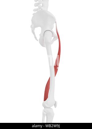 Sartorius muscle, computer illustration Stock Photo - Alamy