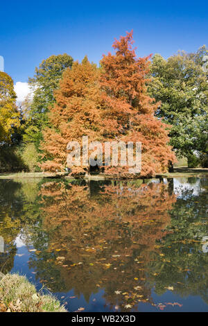 Autumn landscape with forest and sky. Front view Stock Photo - Alamy