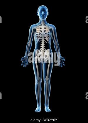 Female skeleton and ligaments, computer illustration Stock Photo - Alamy