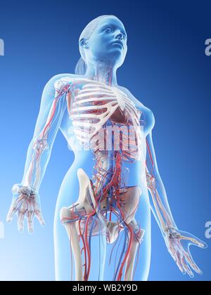 Vascular system of the upper body, computer illustration Stock Photo ...