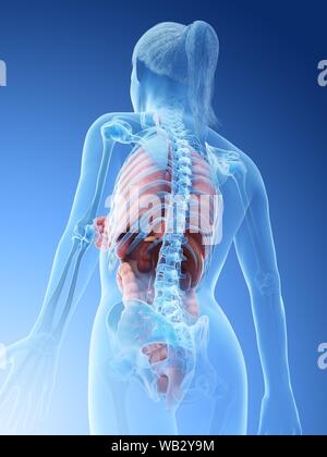 Female thorax anatomy, computer illustration Stock Photo - Alamy