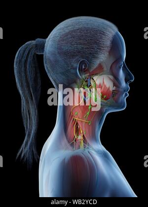 Female muscular system of the head computer artwork Stock Photo - Alamy