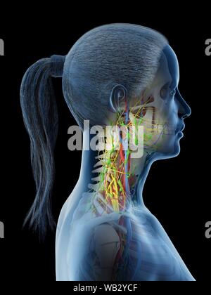 Anatomy of female body with arteries and veins Stock Photo - Alamy