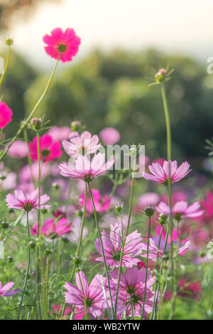 Cosmos flowers background in vintage style Stock Photo - Alamy