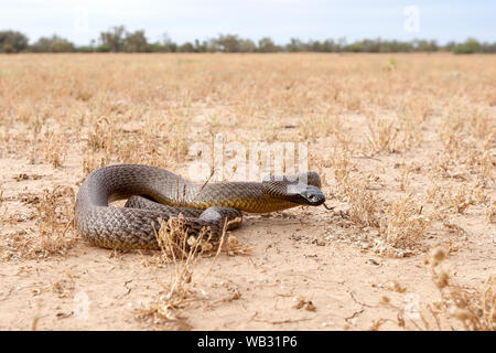Inland Taipan shown in Queensland habitat Stock Photo - Alamy