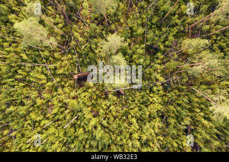 Aerial view of mystical green swamp in the forest. Dry dead trees at ...