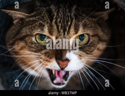 Domestic cats showing aggressive behavior during conflict with dramatic ...