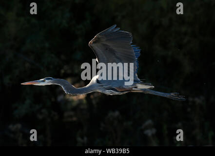 A Greater Blue Herron is seen in Arizona Stock Photo - Alamy