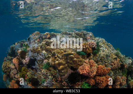 Philippines coral reef Underwater, Anilao, sea life, marine life, sea ...