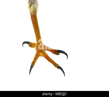 a leg of a hawk with claws isolated on white background Stock Photo - Alamy