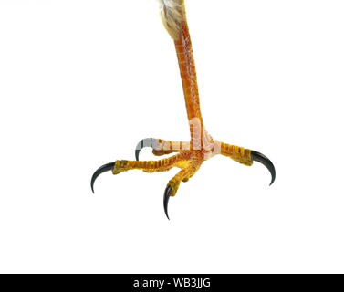 a leg of a hawk with claws isolated on white background Stock Photo - Alamy
