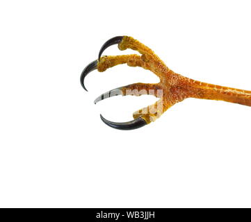 a leg of a hawk with claws isolated on white background Stock Photo - Alamy