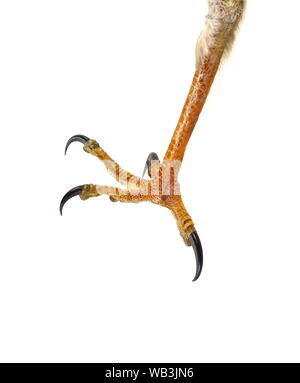 a leg of a hawk with claws isolated on white background Stock Photo - Alamy