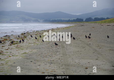 Birds. Te Araroa Trail. Riverton. Southland. South Island. New Zealand ...