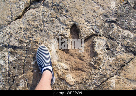 Footprint of a dinosaur with three toes. For the sake of comparison you ...