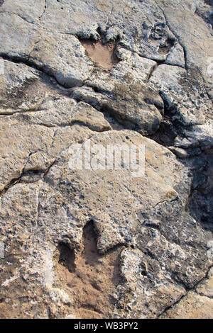 Footprint of a dinosaur with three toes. For the sake of comparison you ...