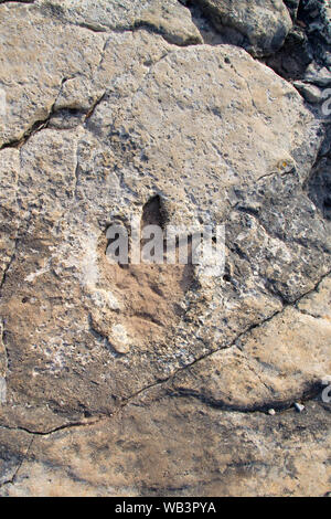 Footprint of a dinosaur with three toes. For the sake of comparison you ...