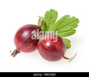 Fresh gooseberry isolated on white background. Clipping path Stock ...
