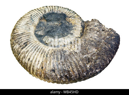 isolated petrified shell of an extinct cephalopod mollusk ammonite ...